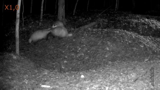 ГОРОД БАРСУКОВ часть 1