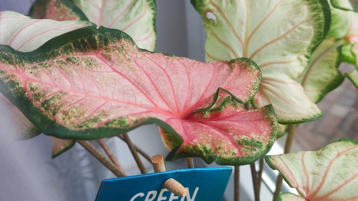 Новиночка в коллекции! Каладиум Пинк Бьюти, как Альтернатива Антуриуму.