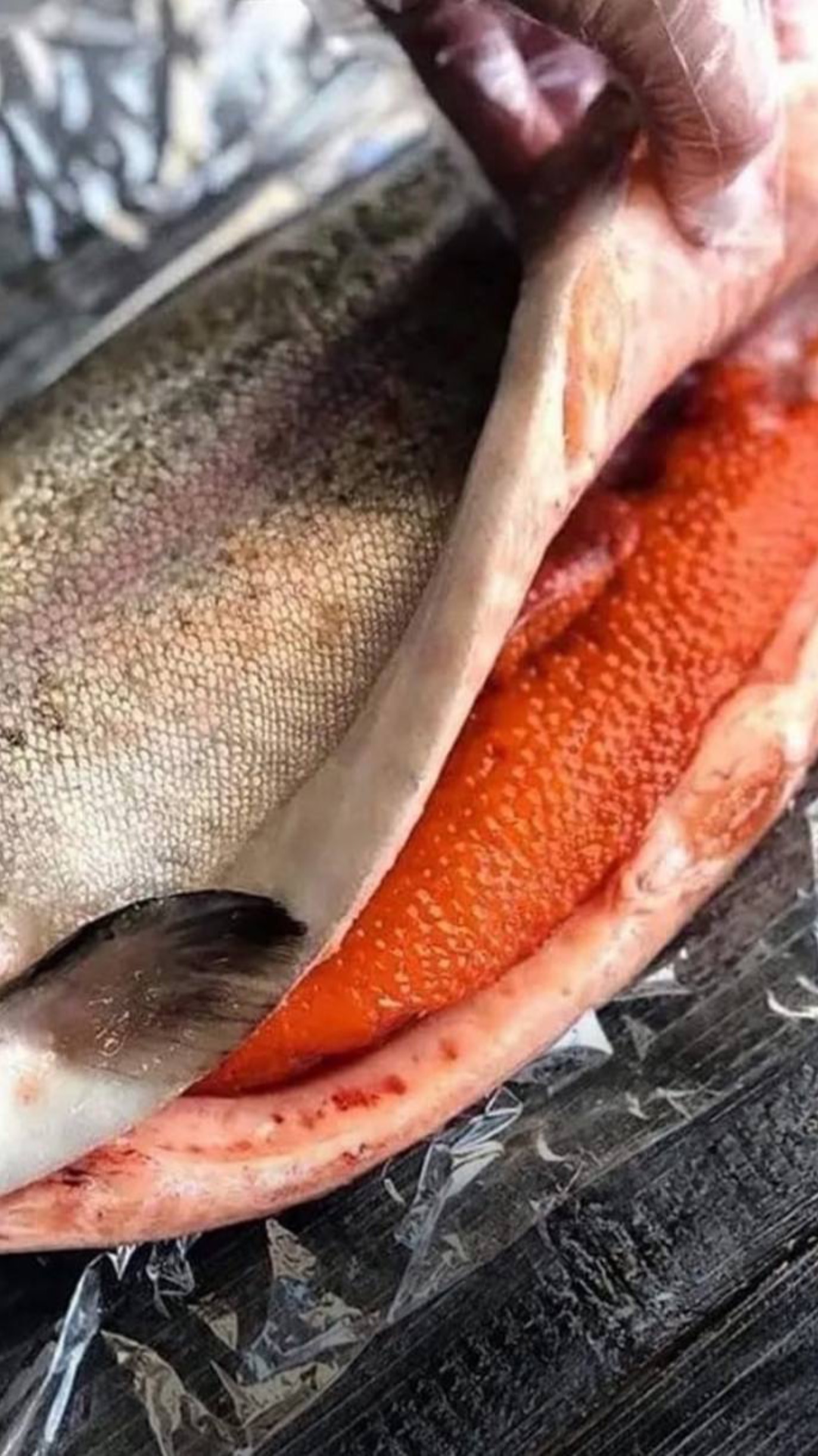 Форель икорная, Карелия привоз 6 марта