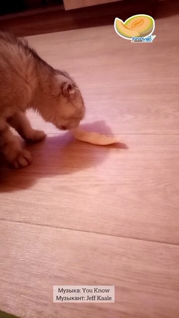 Кошки тоже любят дыню)