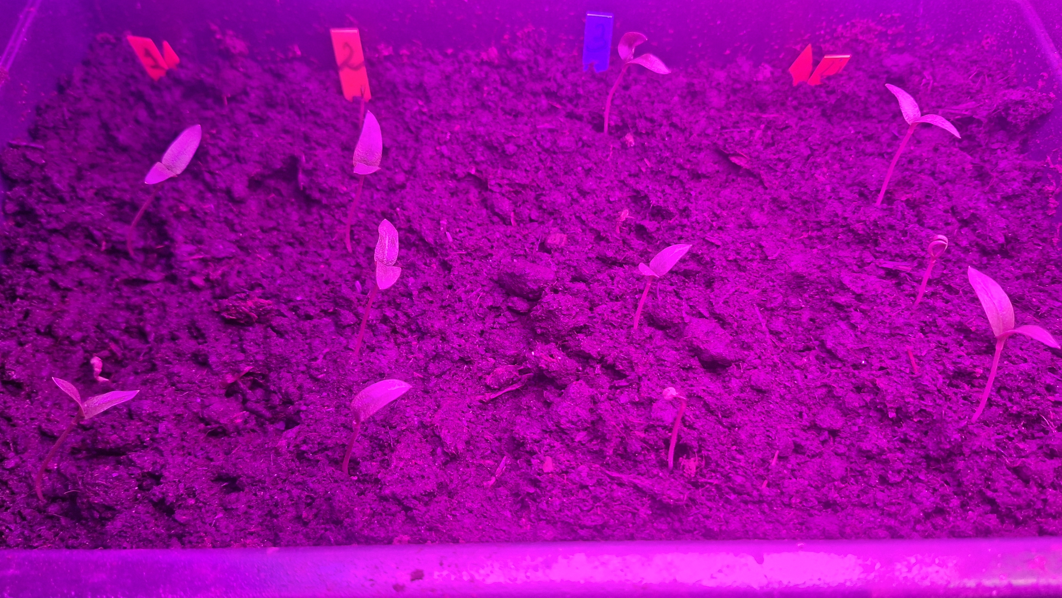 26-02-2025 обзор рассады перца и цветов