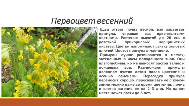 Травянистые растения Тульской области