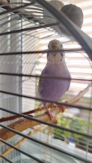 Попугай грызёт минеральные камень