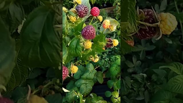 Малина Моллинг Пэшн