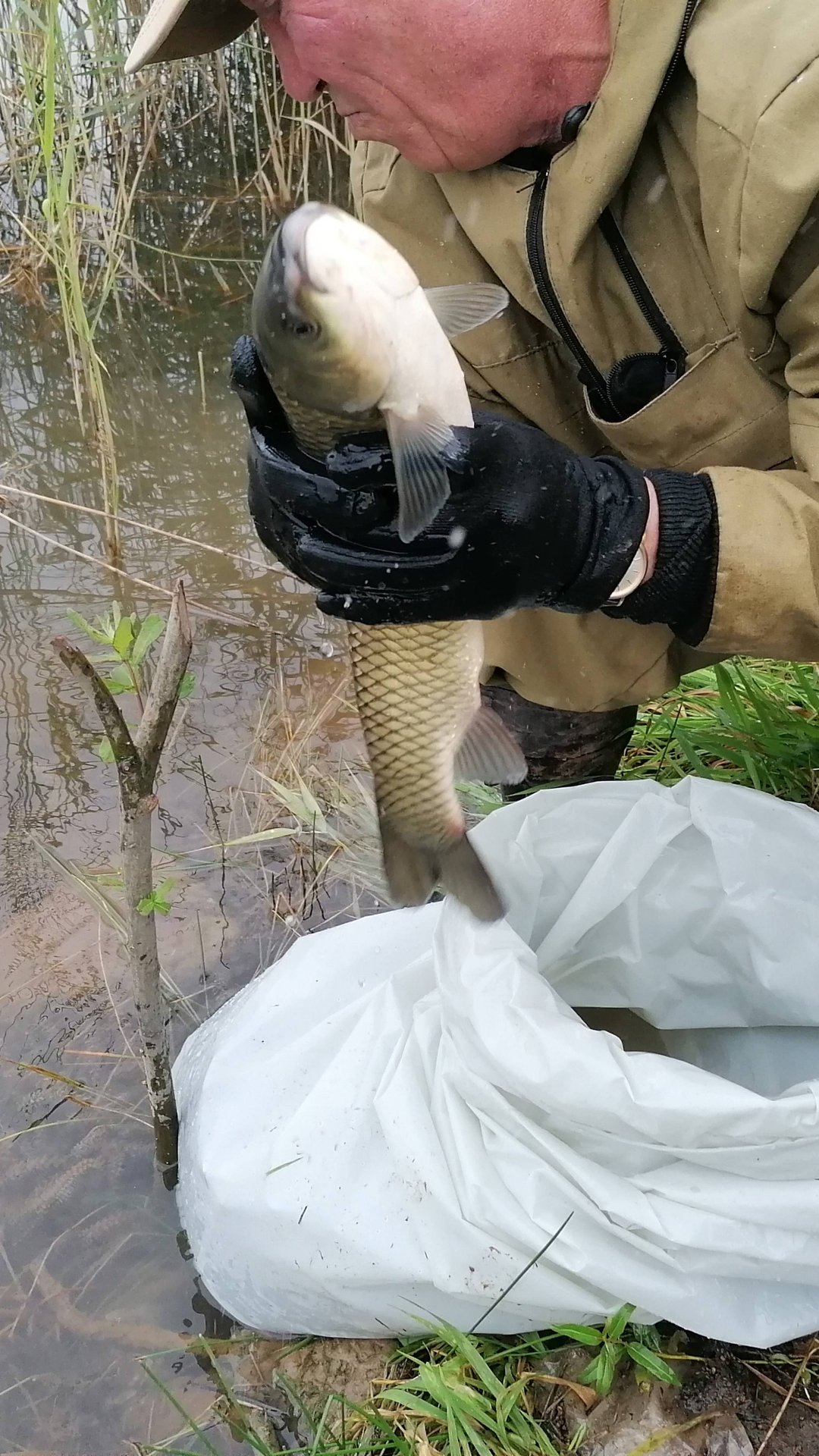 Запускаем БЕЛОГО АМУРА  в дикий пруд! #белыйамур #рыбалка #зарыблениеводоёмов