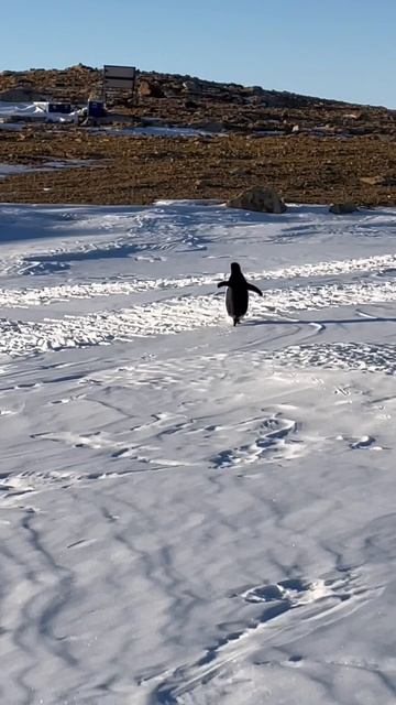 Пингвин на дороге к станции Прогресс. Full fersion. Original quality.