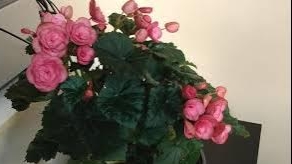 Бегония комнатная, новое приобретение, видеохваст.