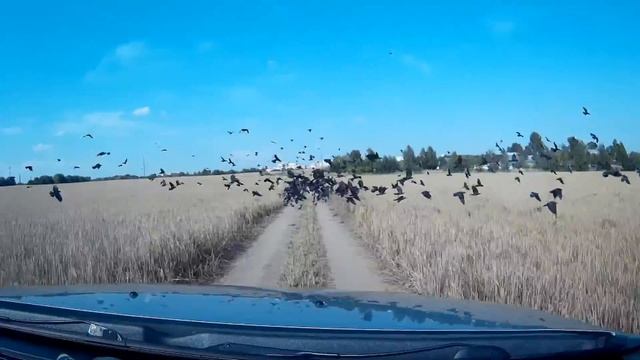 Птицы-грачи.