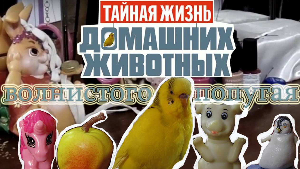 Тайная жизнь волнистого попугая! Смешной попугай) Домашние животные)