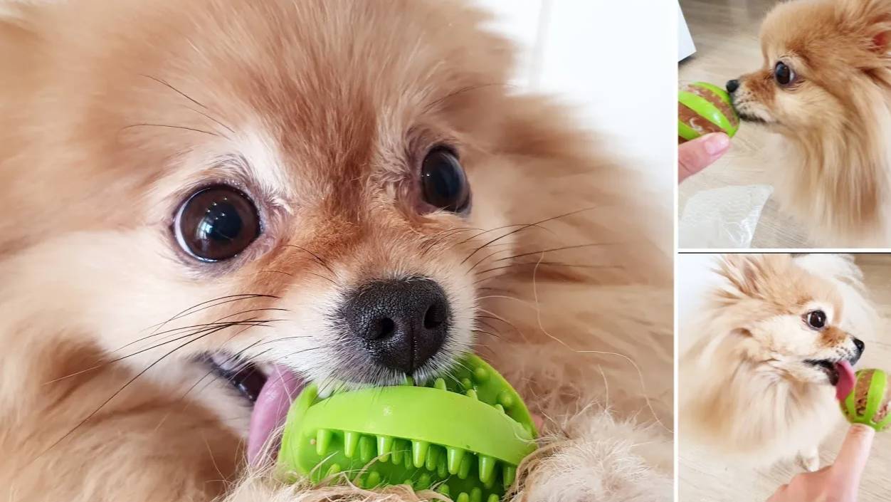 Бася одичала и не отдаёт паштетную вкусяху!