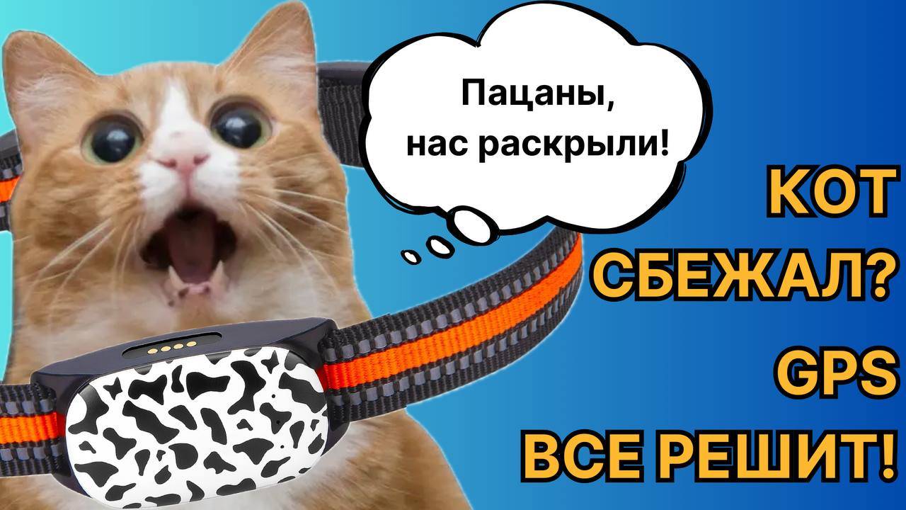 Обзор GPS-трекера Petsee Cats для кошек и собак — настройка, тест функций, лайфхаки