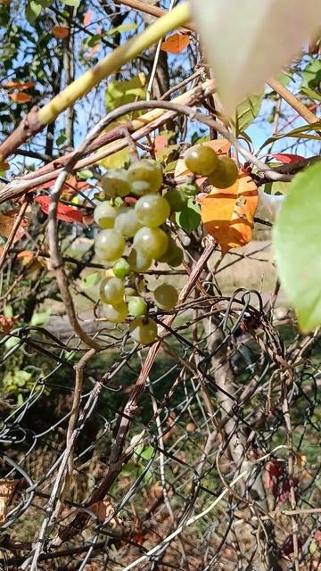 Что делать? услуги: адвокат, english уроки, массаж, реклама, прочтите описание к этому видео,