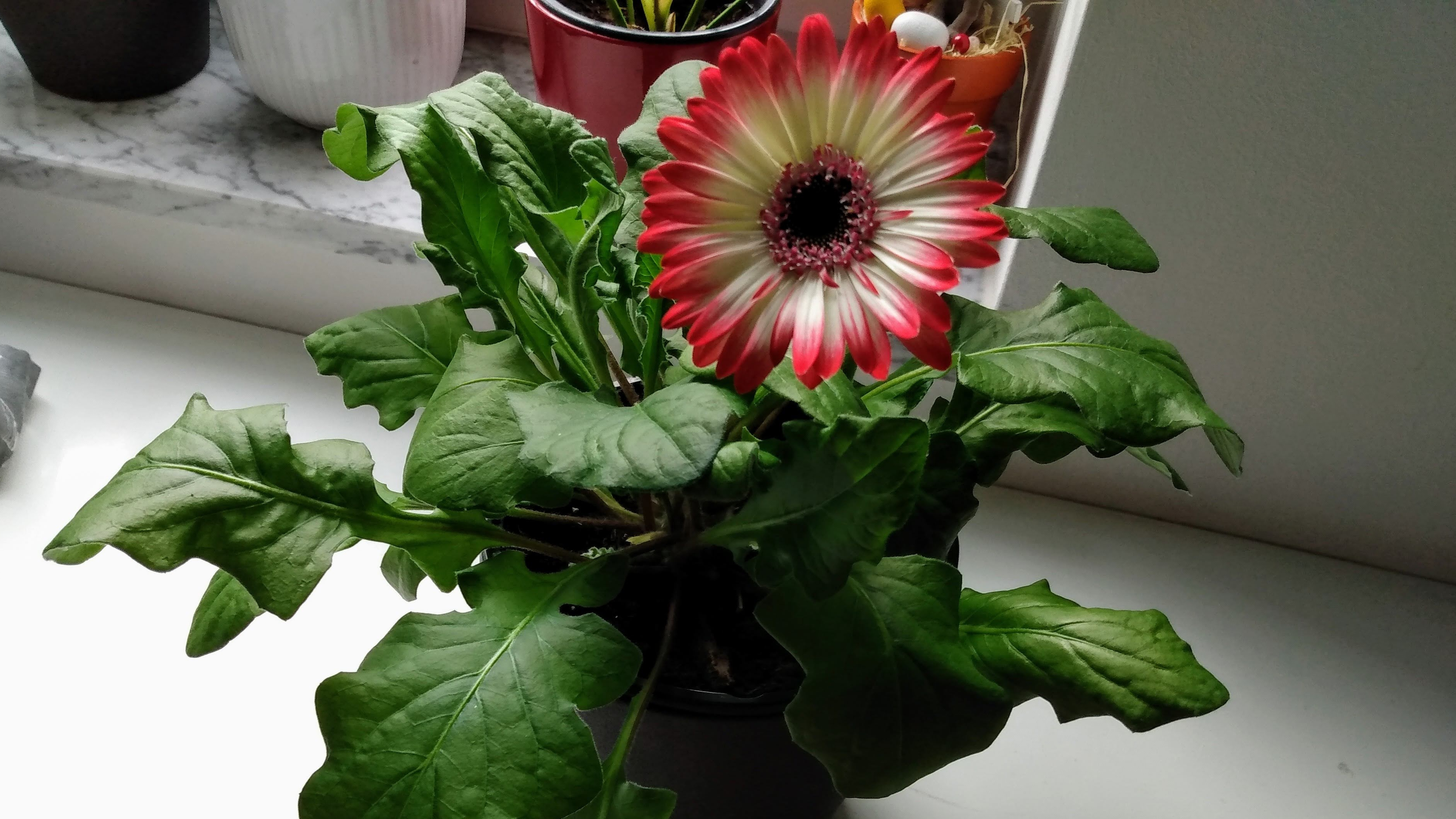 Комнатная гербера после пересадки. Уход в домашних условиях.