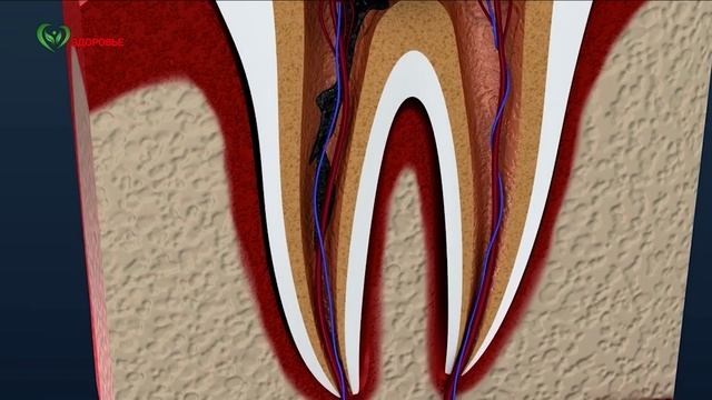 Здоровье 26,02,25 автор Танзила Пугоева