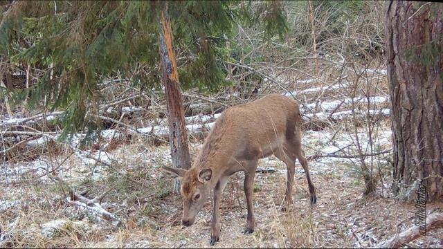 Олени на тропе