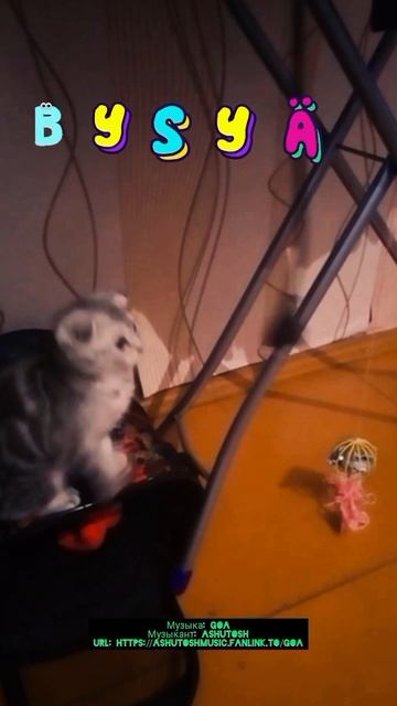 Маленькая игривая кошечка Буся