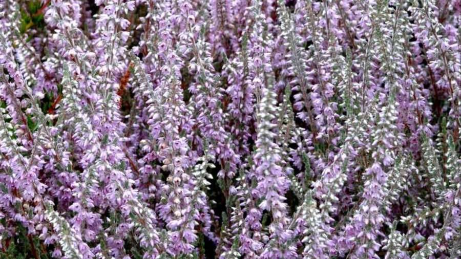 Вереск "Святогор"