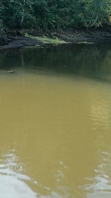 СТАЯ КАРПЯТ! #рыбалка #карпята #карпы