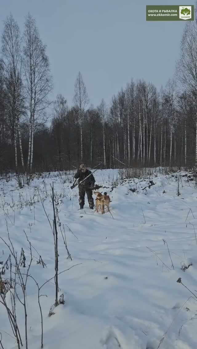 Взяли зайца . +18