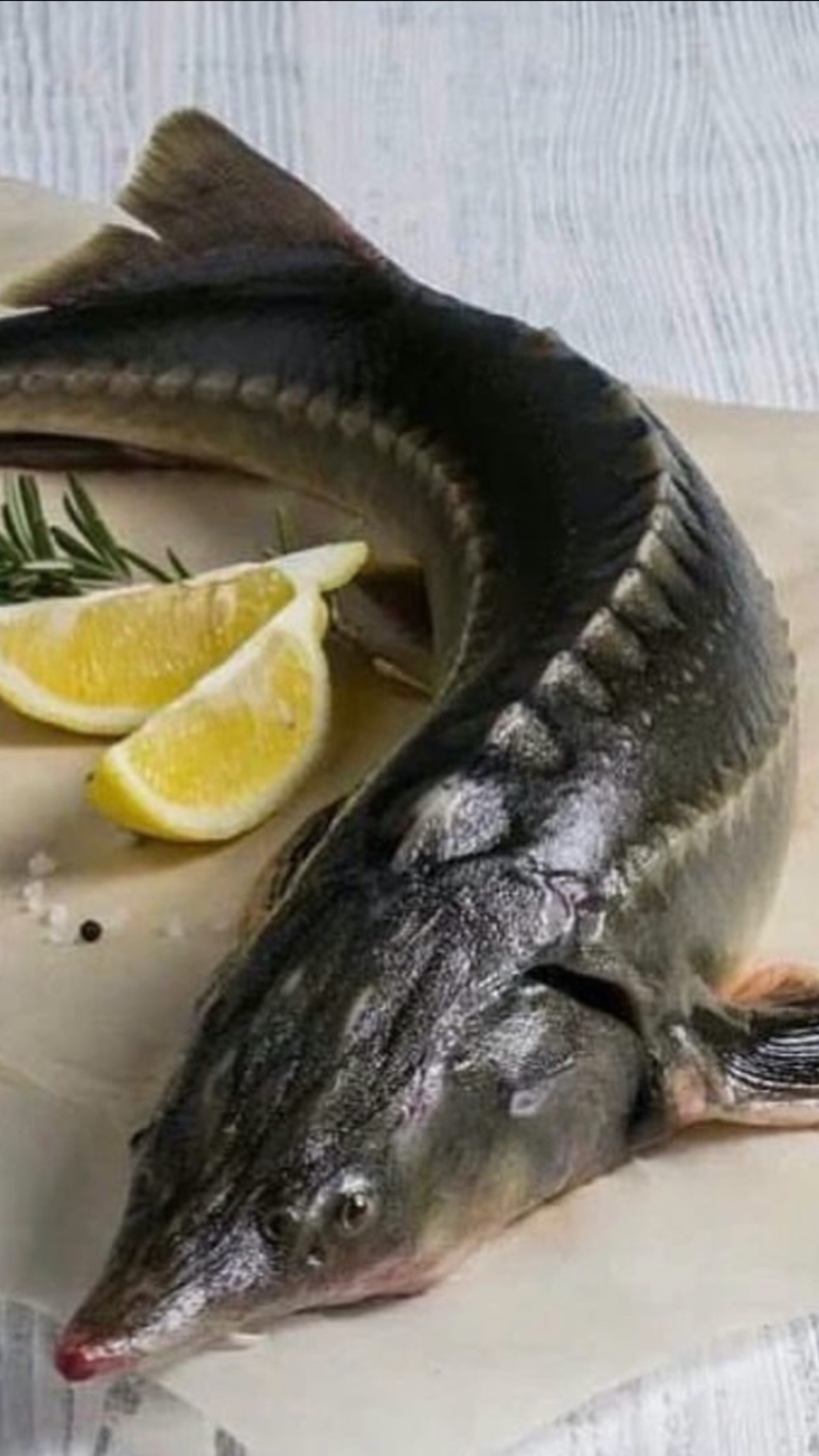 Стерлядь Каспийская