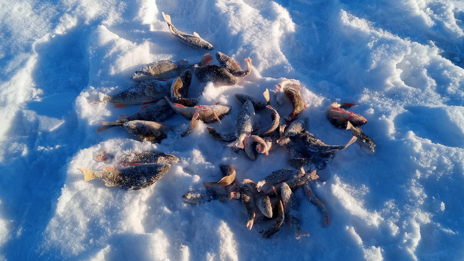 Коротко о рыбалке в -38.