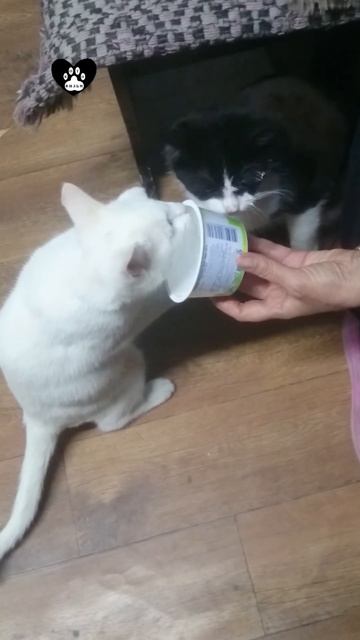 Изумительная сметанка