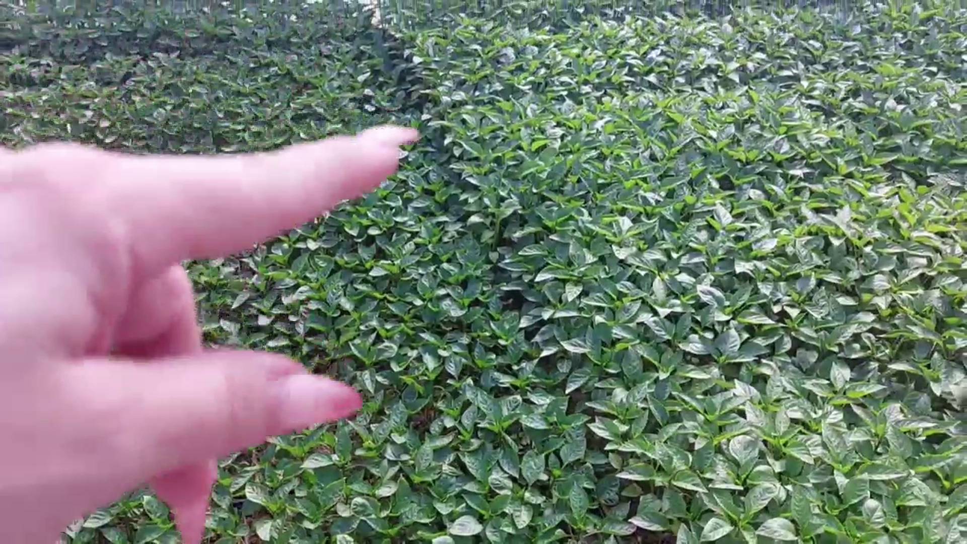 Дневник Агронома № 25