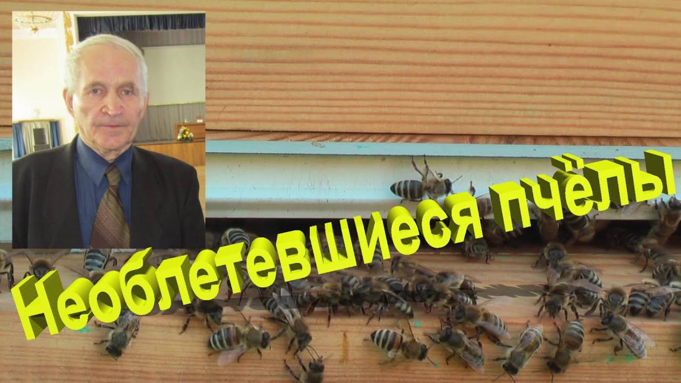 Профессор Кашковский про необлетевшихся пчёл