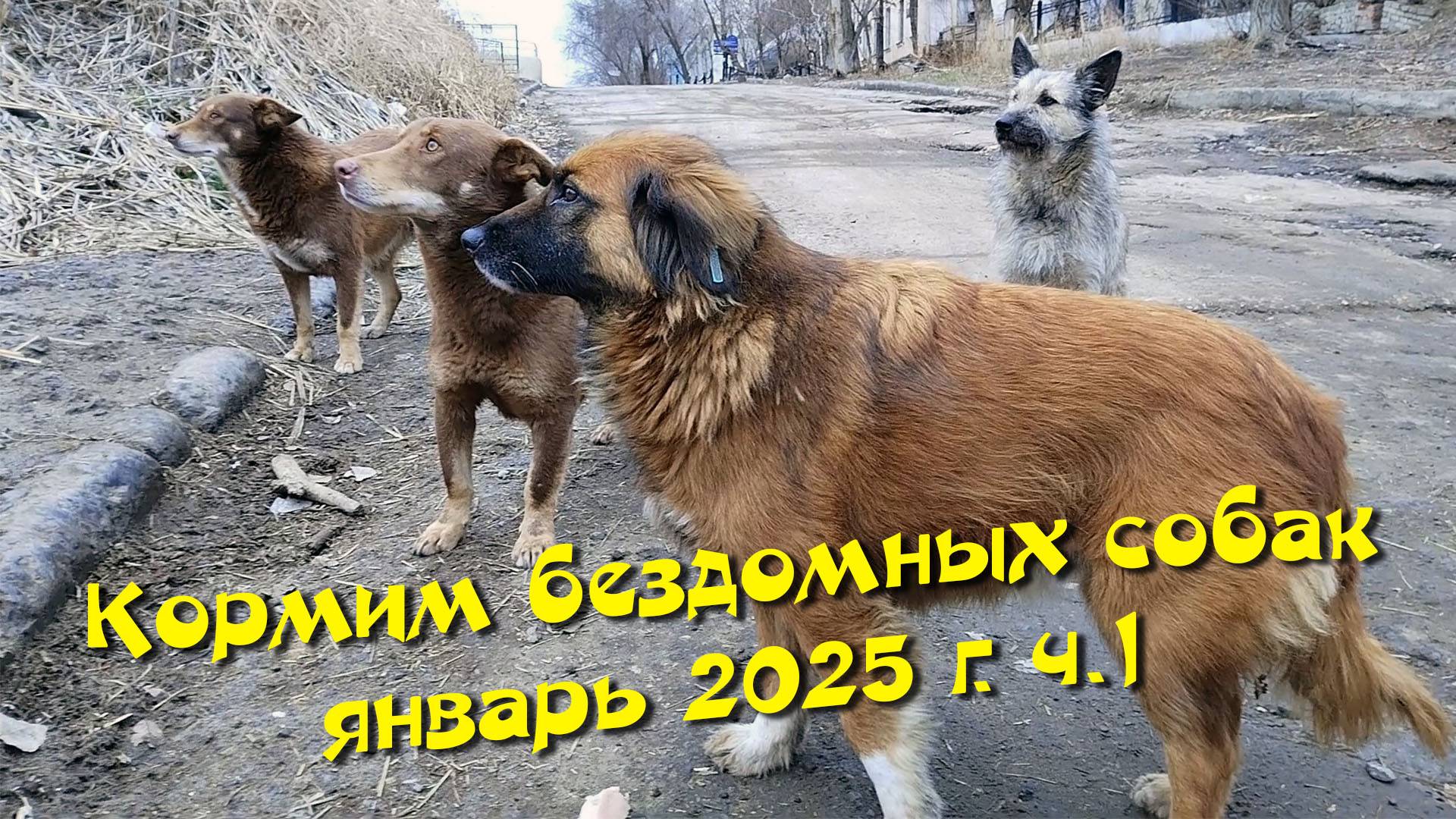 Кормим бездомных собак. Январь 2025 г. ч.1