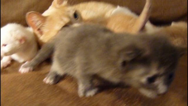 Кошка Алиса  и котята. Часть 1