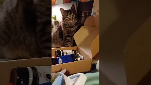 Коробочки - кошачья слабость