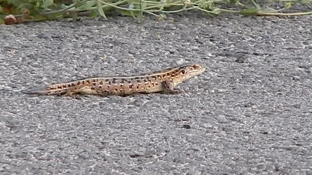 Ящерка без хвоста