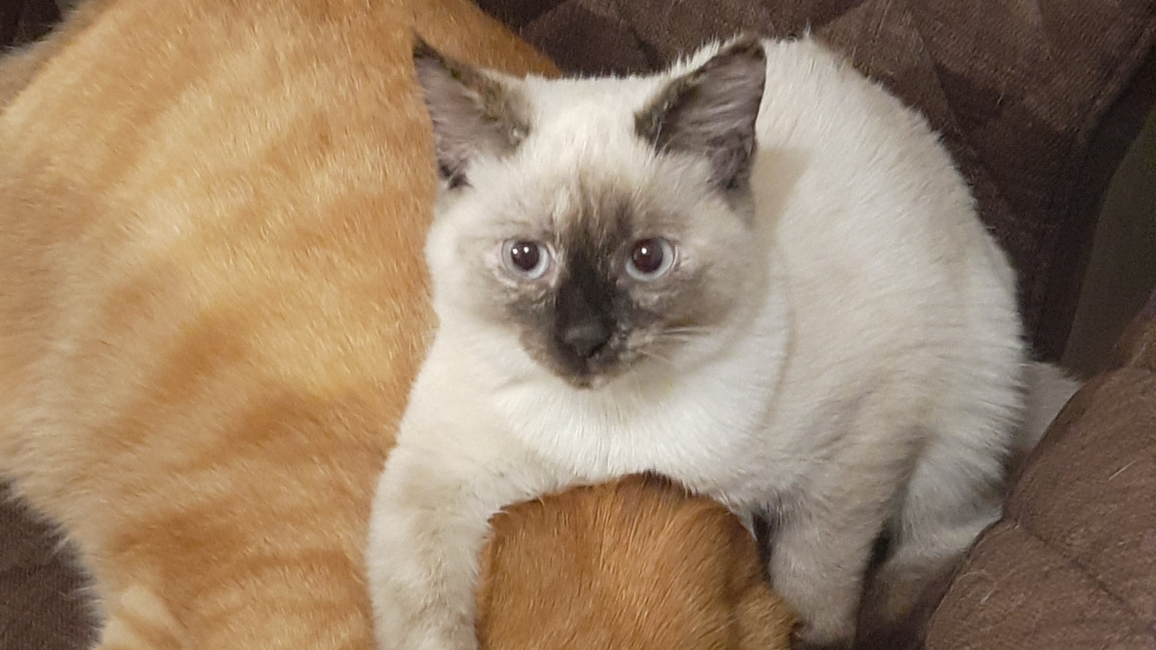 Киска Ириска