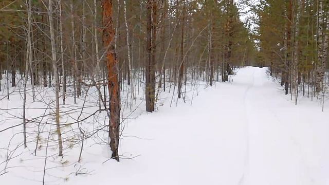 Охота на боровую