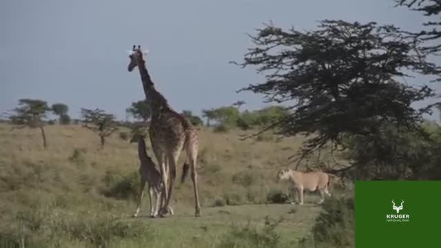 История одного жирафа
Отблагодарить:
4276 3800 4614 2027
СБЕР
#история #жираф #лев #гиены #африка