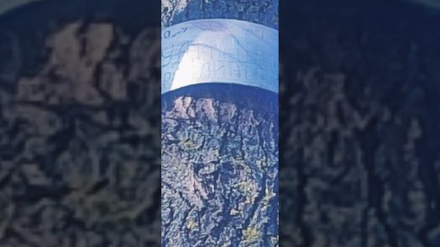 Зимняя элегия. Мой лес... Производим кислород. Бесплатно! . Мои охранники леса. 🎄🍁🍂