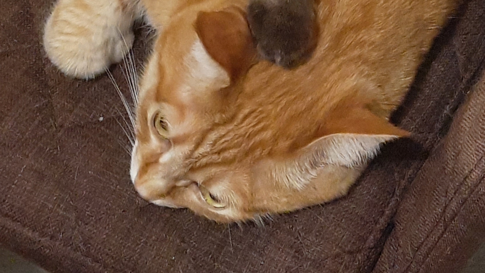 Киска Рикси