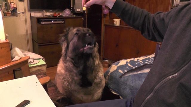 Чем собачку кормите