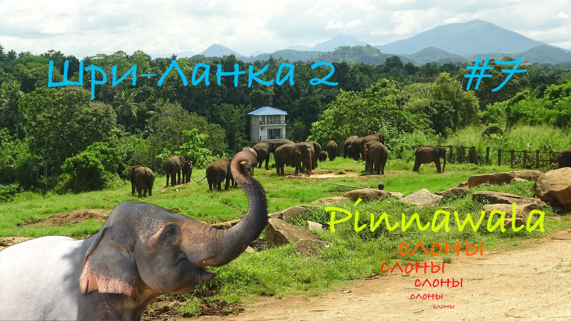 Шри-Ланка 🇱🇰 Пиннавела 🐘 Приют для слонов! Pinnawala🌴