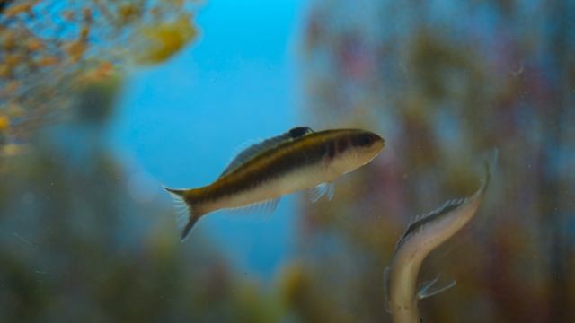 Тайная жизнь животных 10 серия «Старение» (документальный сериал, 2024)