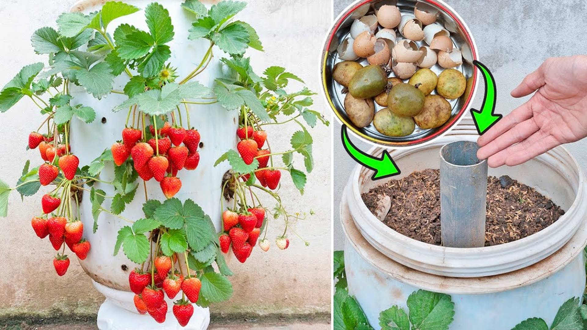 С помощью всего лишь одного пластикового контейнера вы можете выращивать клубнику