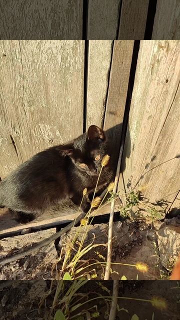 Мандариновые глаза 01/10/2021