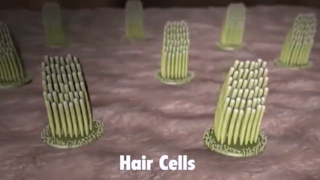 Как работает слух