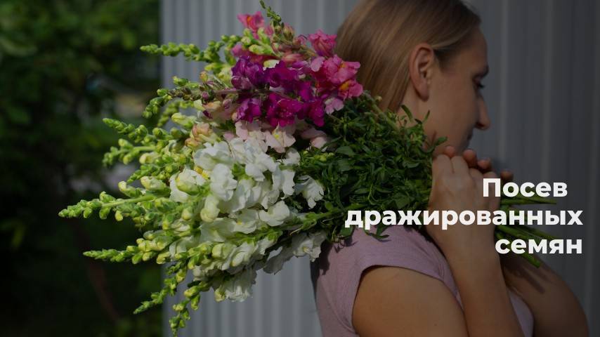 Правильное замачивание торфяных таблеток и посев дражированых семян.