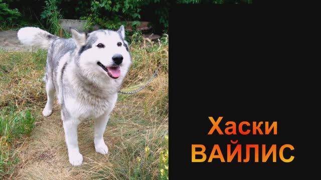 Хаски на передержке