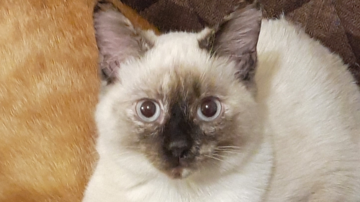 киска Ириска