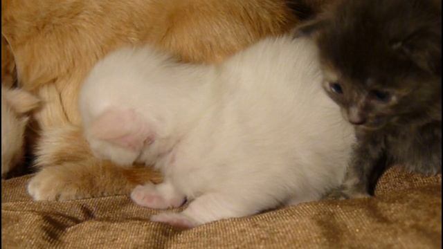 Кошка Алиса  и котята. Часть 4