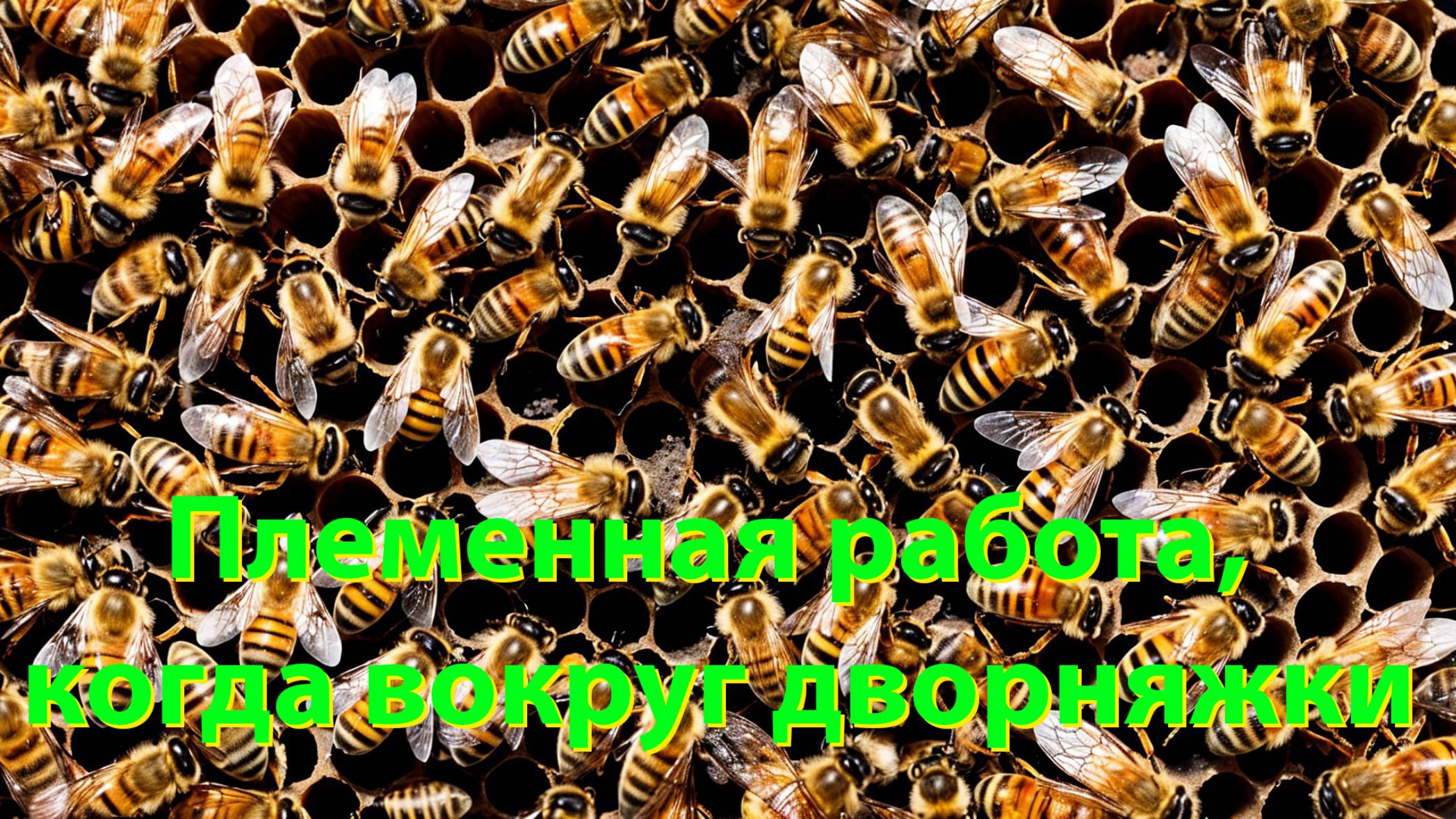 Как сохранить породистых пчёл, если у соседей дворняжки? Советы профессора Кашковского