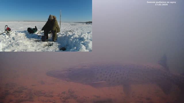 Зимняя рыбалка на щуку 17.02.2025.