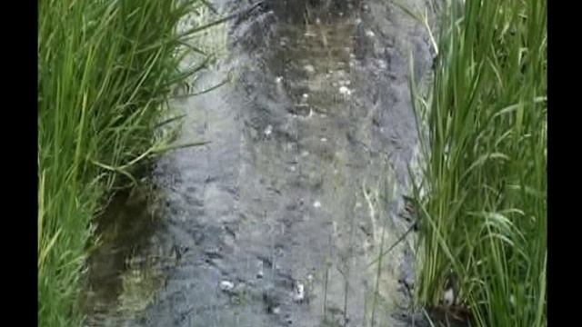 Утята катаются с водной горки